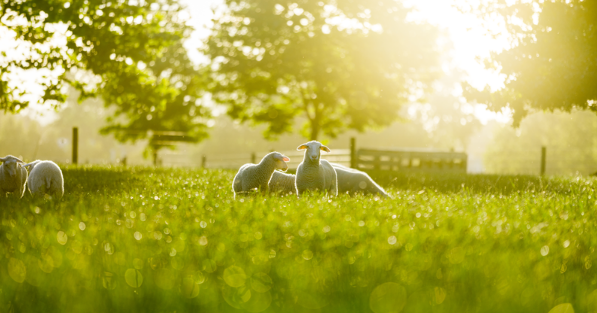 Spring Sheep Milk Co. | Making Dairy Better