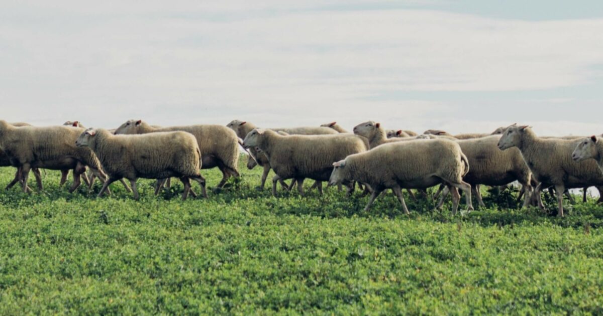 Spring Sheep Milk Co. | Supplier Support