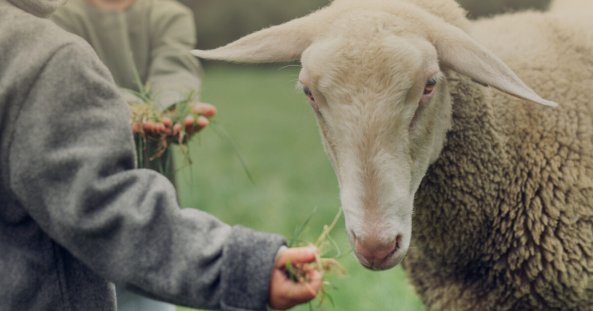 Spring Sheep Milk Co. | Our Company