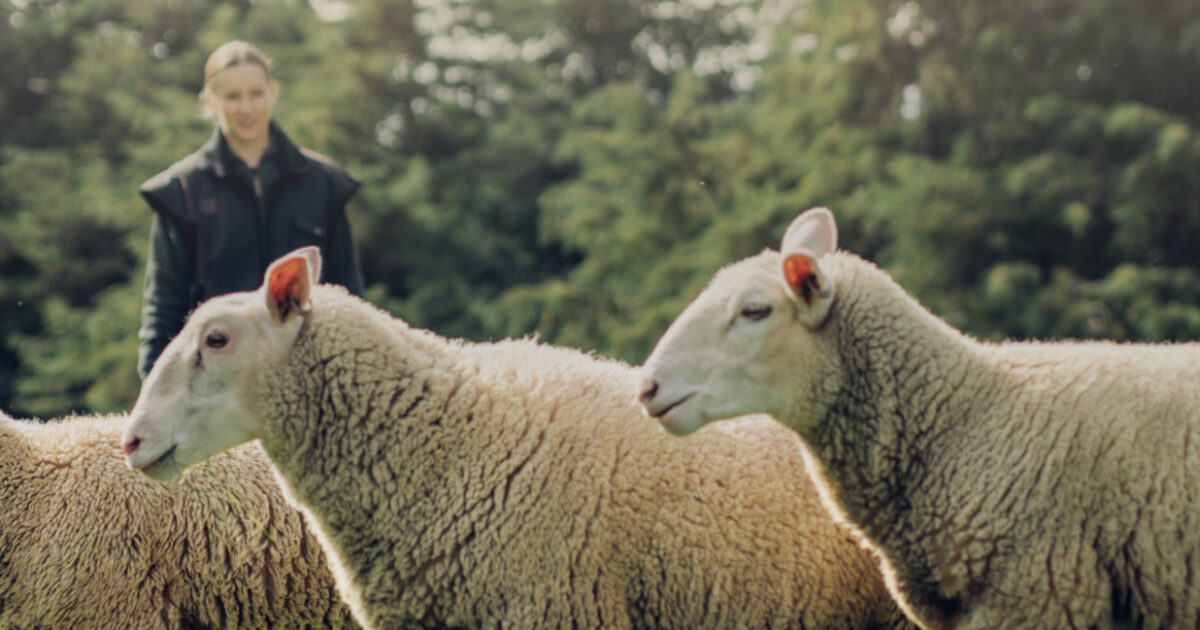 Spring Sheep Milk Co. | Our Farms