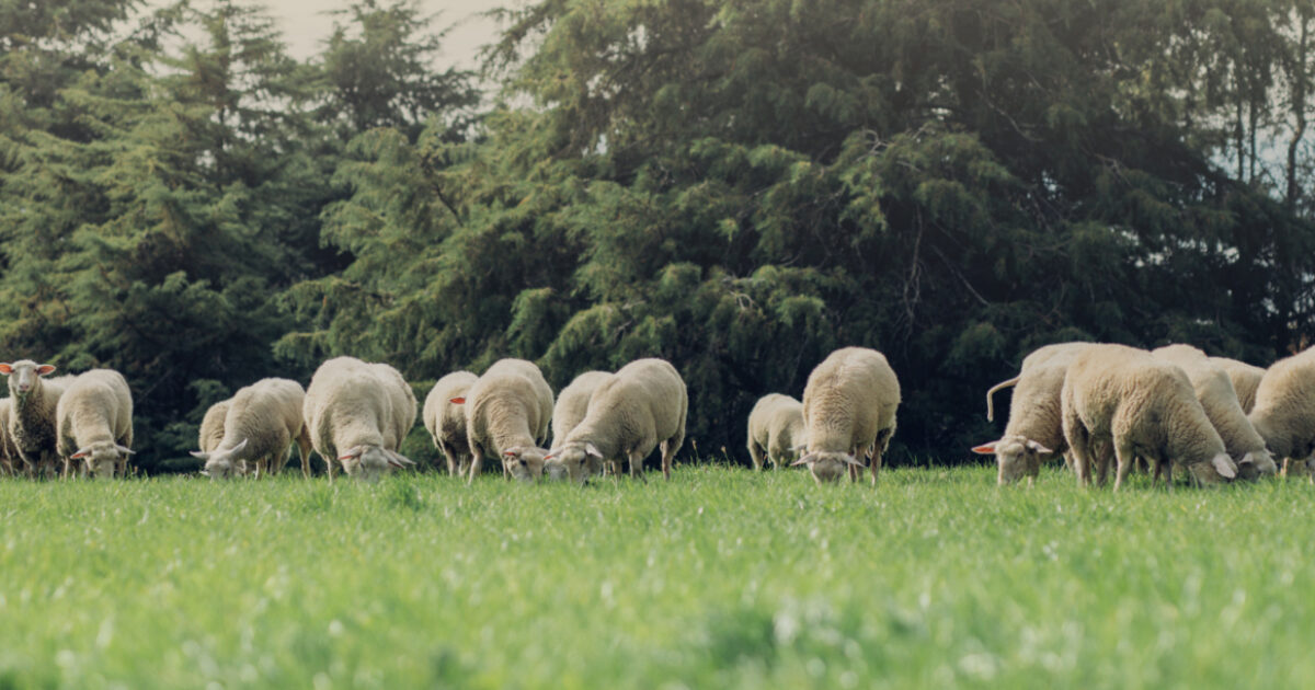 Spring Sheep Milk Co. | Our Sheep